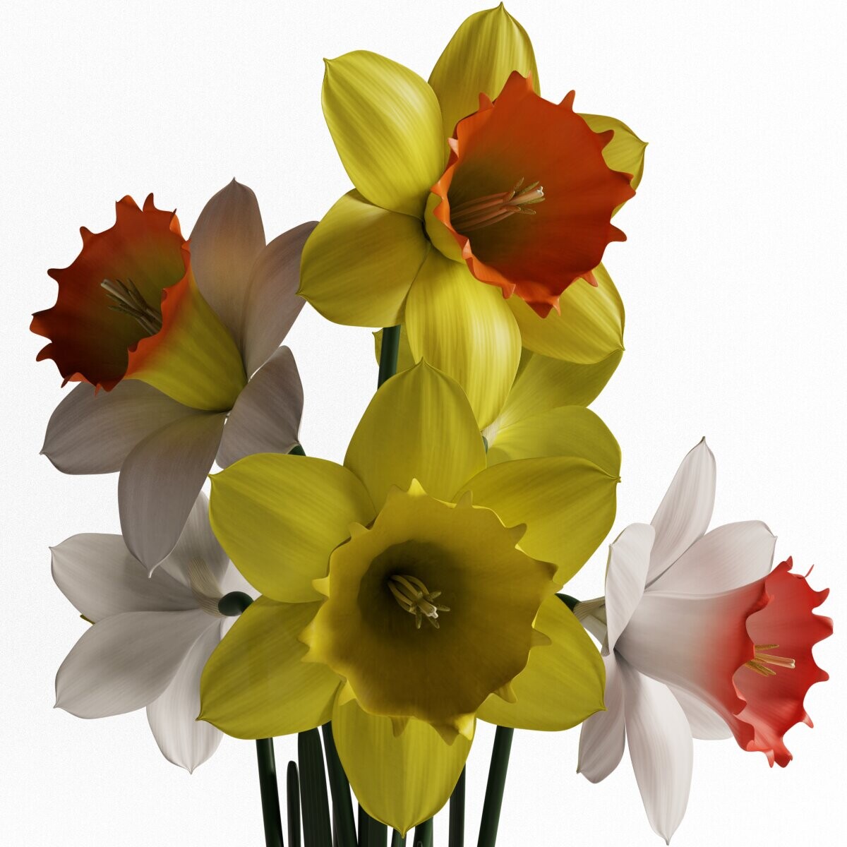 ArtStation - 3D Daffodils