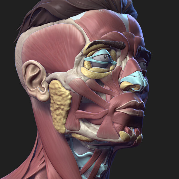 ArtStation - Ecorche. Facial anatomy