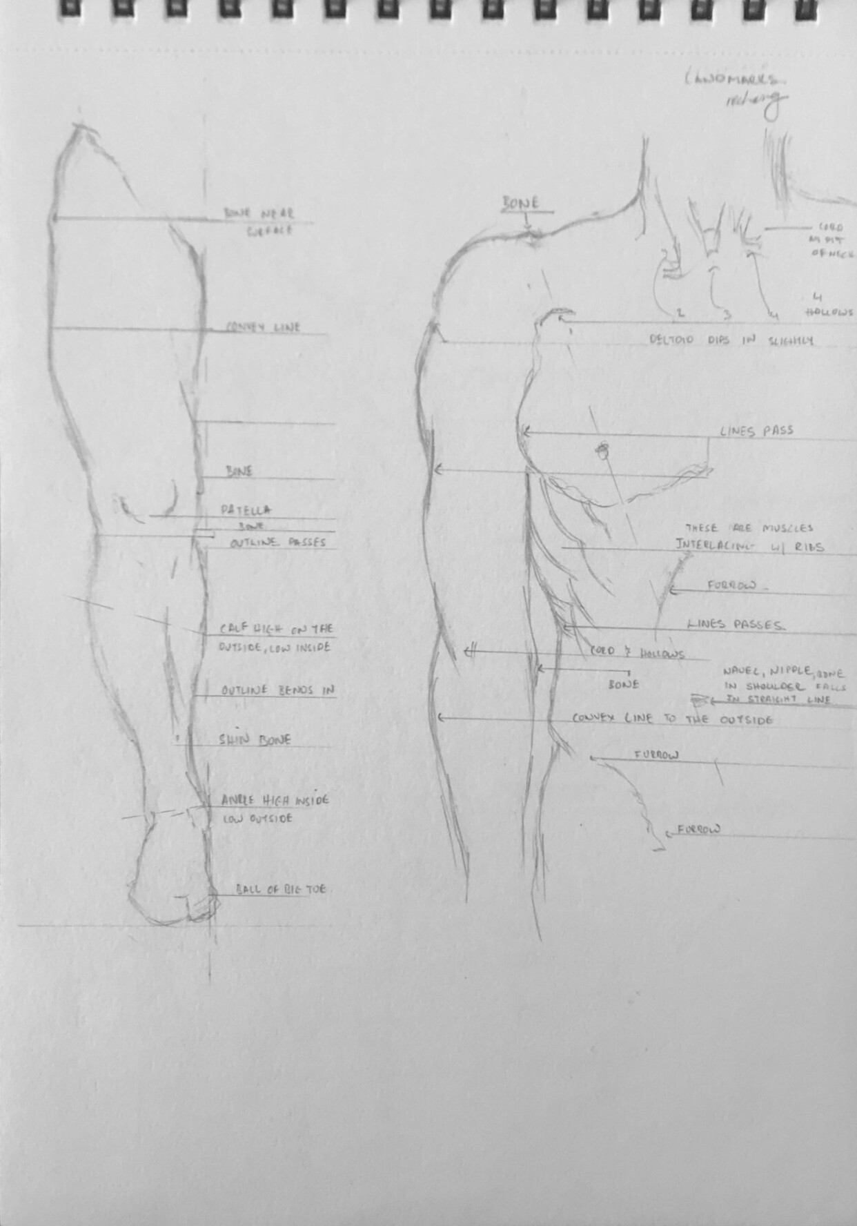 ArtStation - Anatomy Study - Body Landmarks