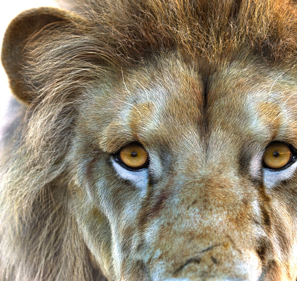 ArtStation - new lion xgen