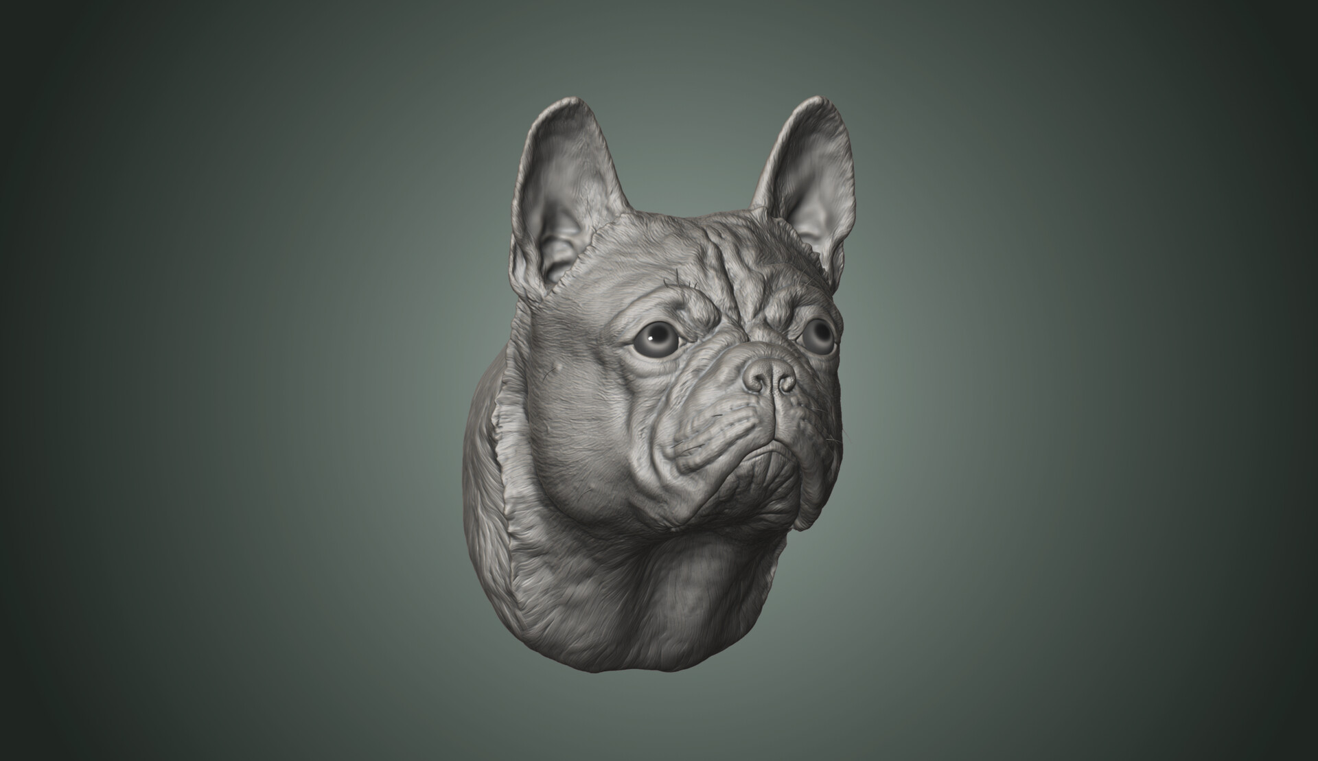 ArtStation - French Bulldog Study