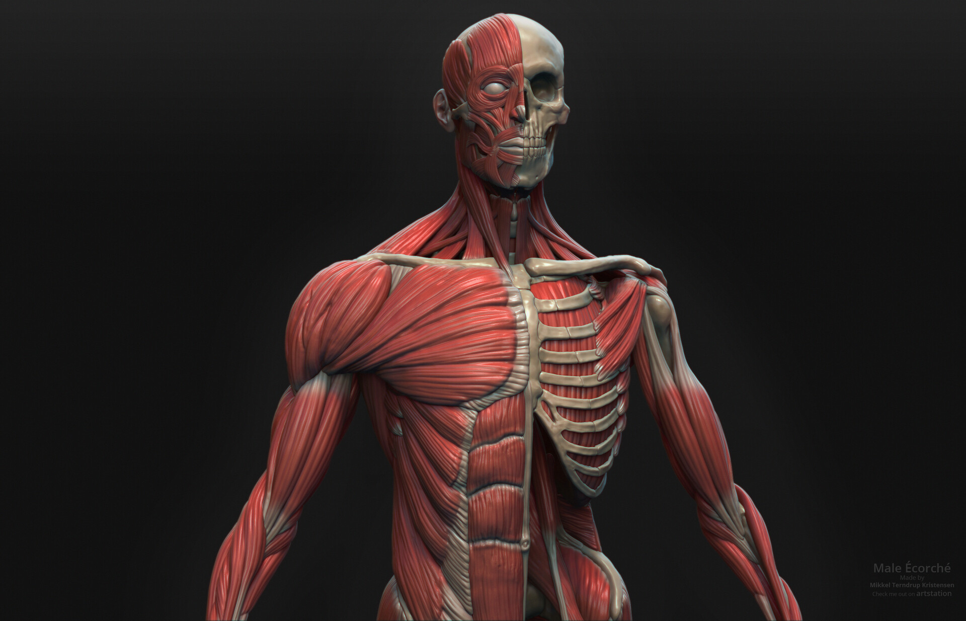 ArtStation - Male Ecorche Model