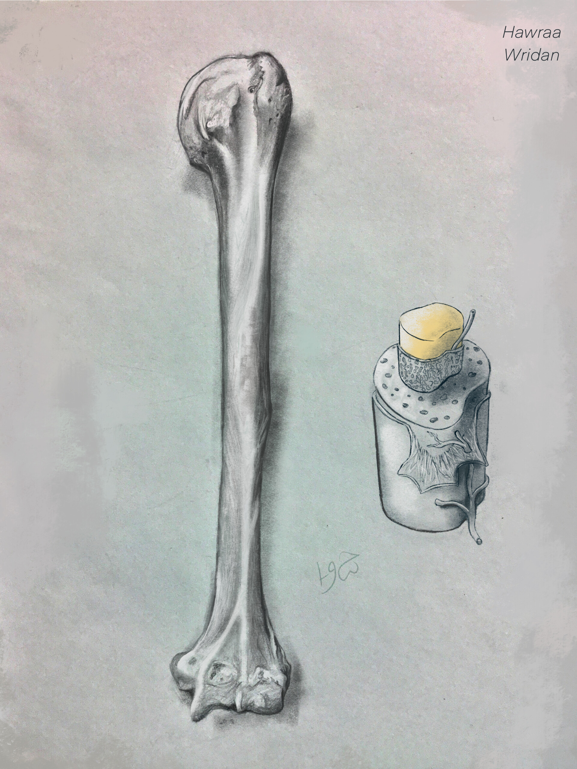 ArtStation - Humerus &. Bone Marrow Illustration