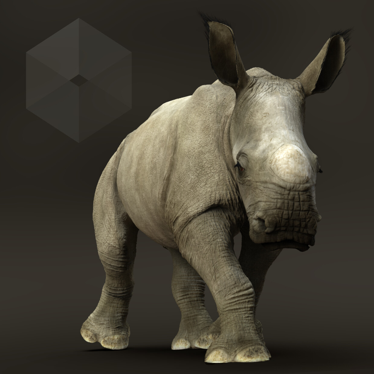 Roman Mrazek - White Rhinoceros - Calf