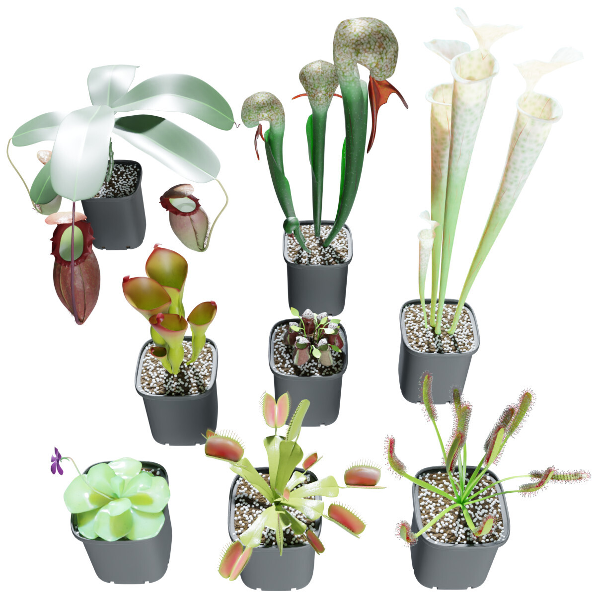 ArtStation - 3D Carnivorous Plants Collection
