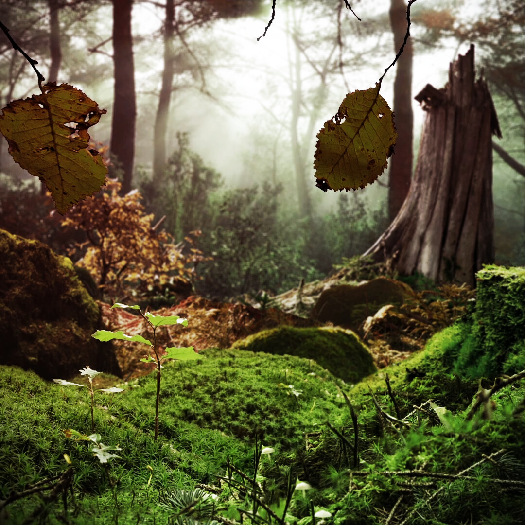 ArtStation - Enchanted Forest (Video)