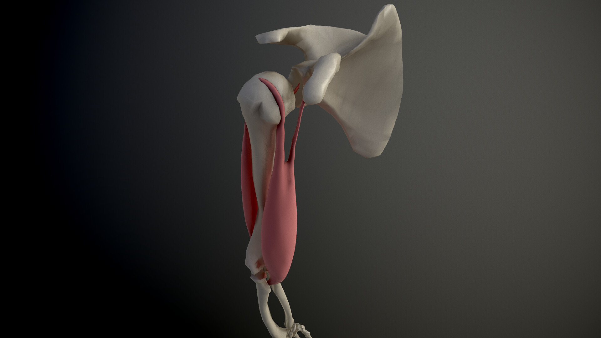 ArtStation - Arm Muscles Contraction and Relaxation