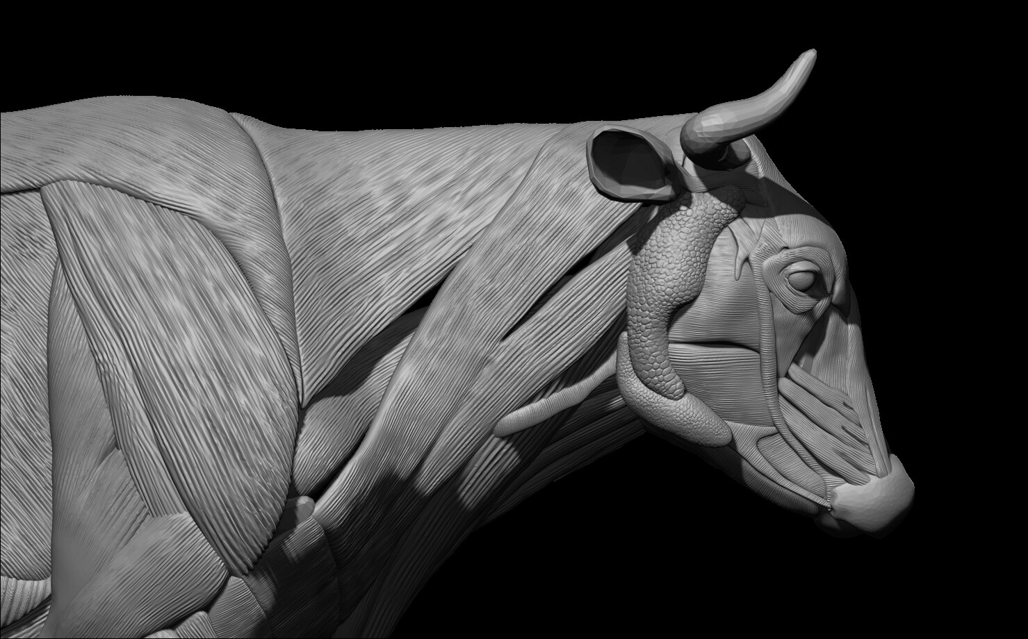 ArtStation - Anatomical Cow