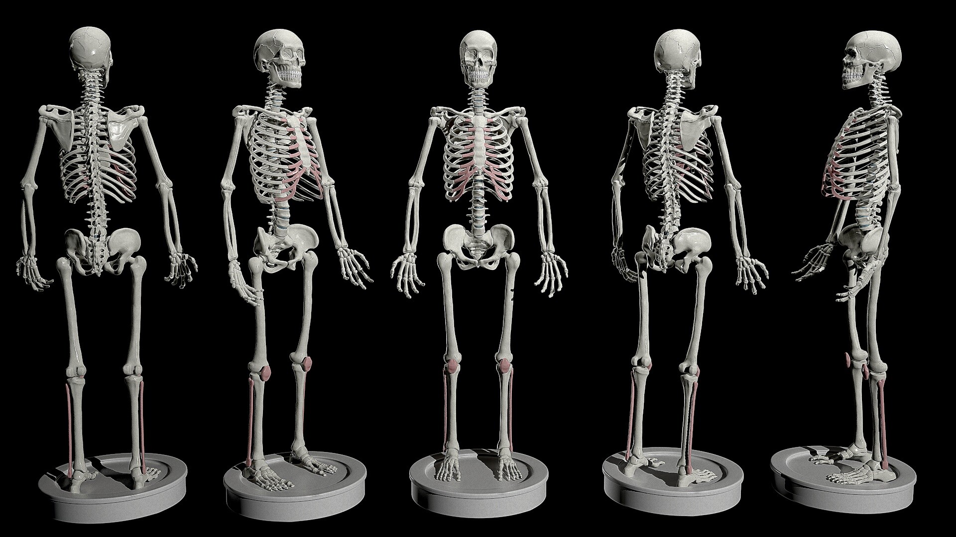 ArtStation - Study of skeletal anatomy