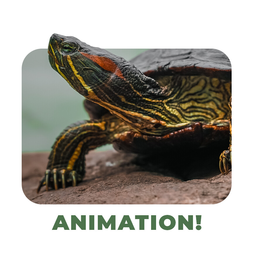 Daidackt - Turtle Dance! | The Dodo Snapchat Project