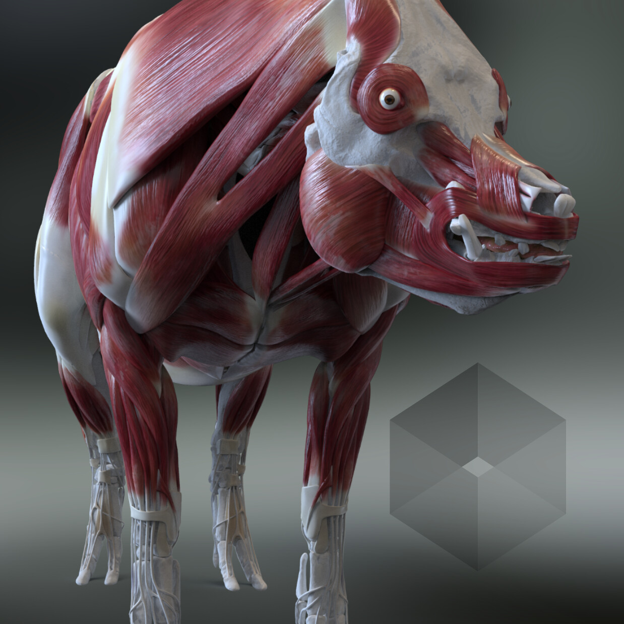 ArtStation - Pig male muscle anatomy