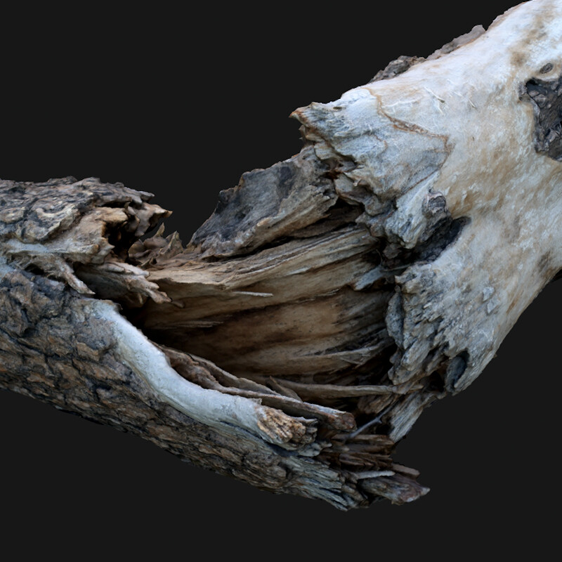 ArtStation - Damaged Tree Trunk - Photogrammetry