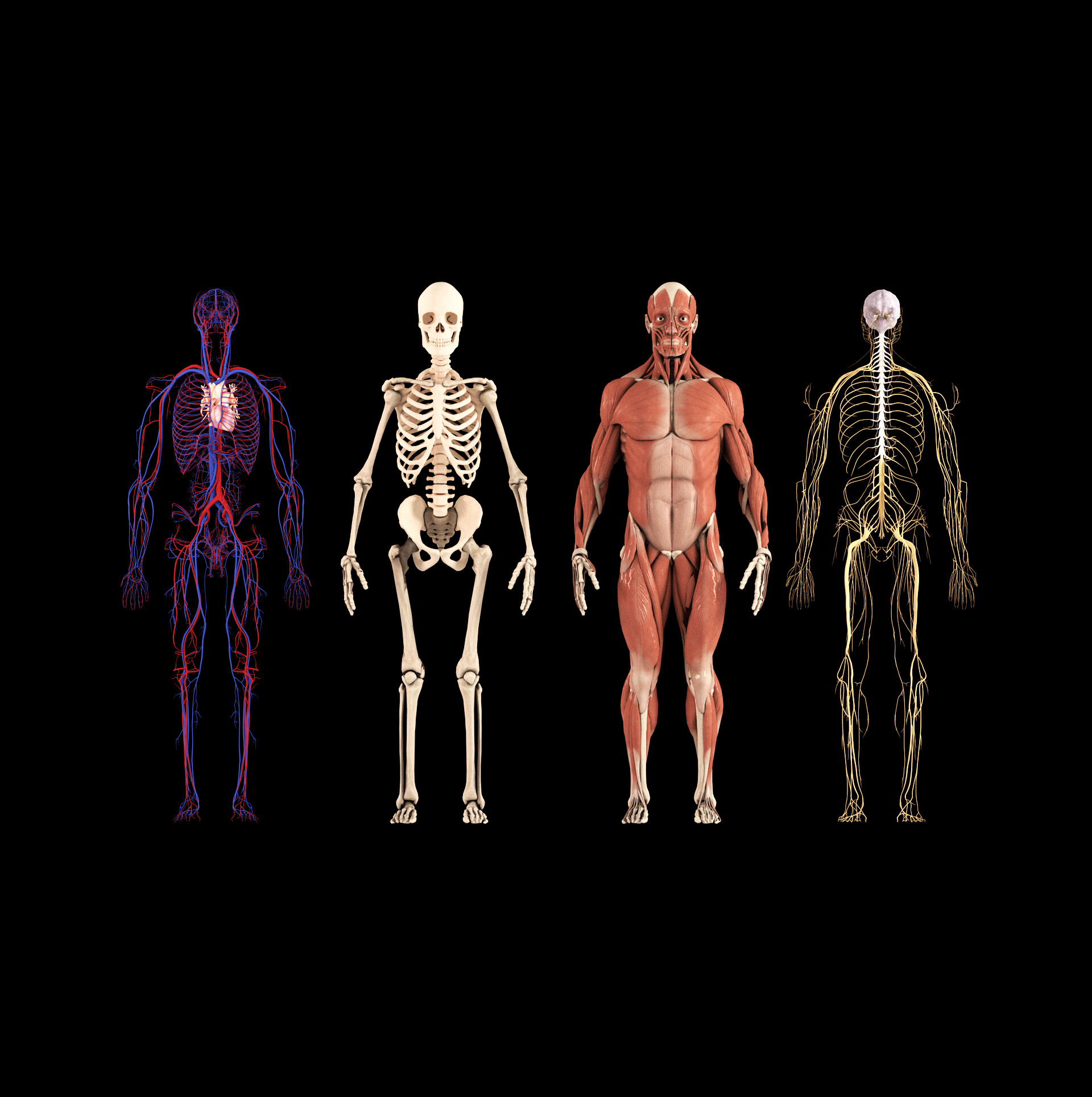 ArtStation - 3D HUMAN BODY CIRCULATORY, BONE, MUSCULAR, NERVOUS ...