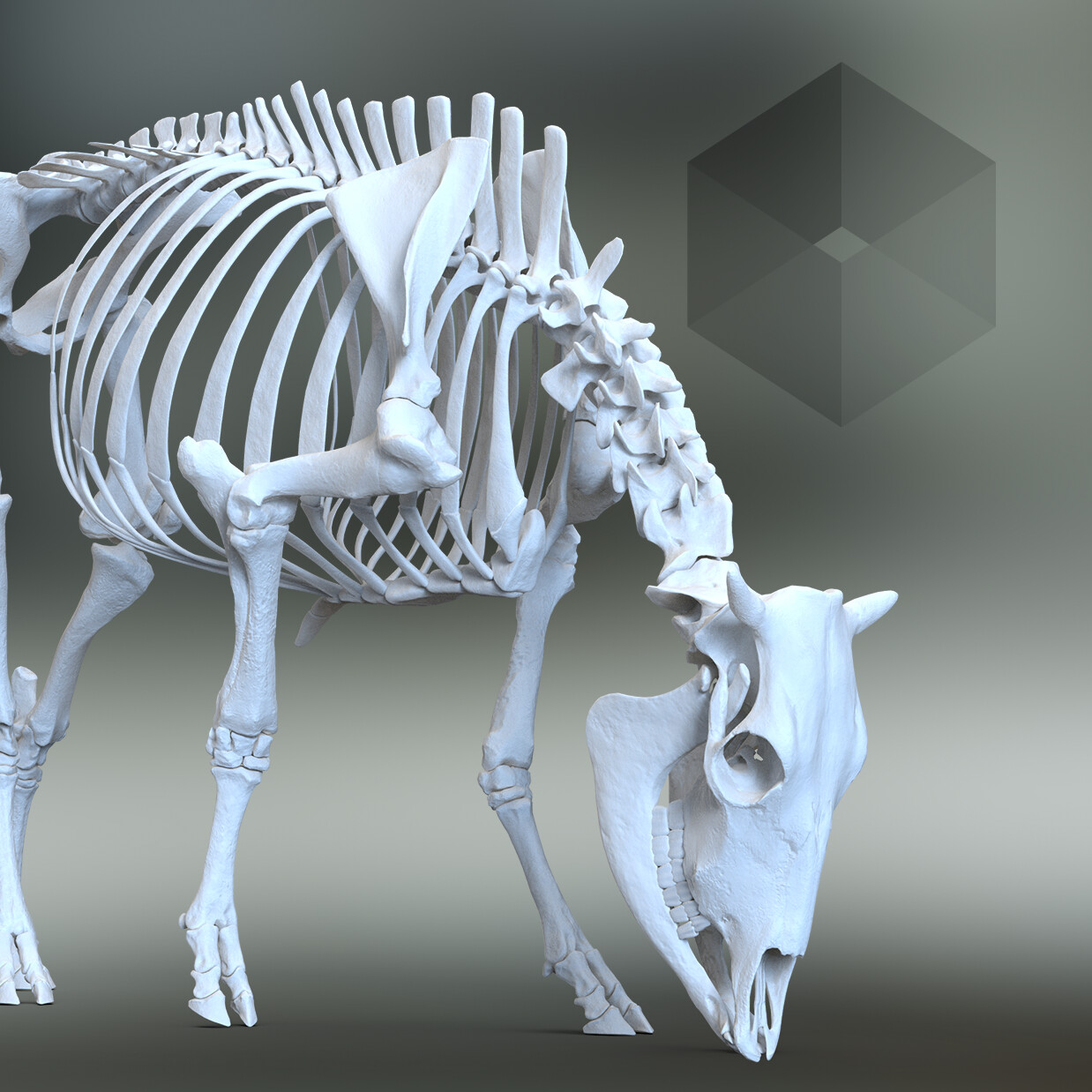 Roman Mrazek - Cow skeletal anatomy