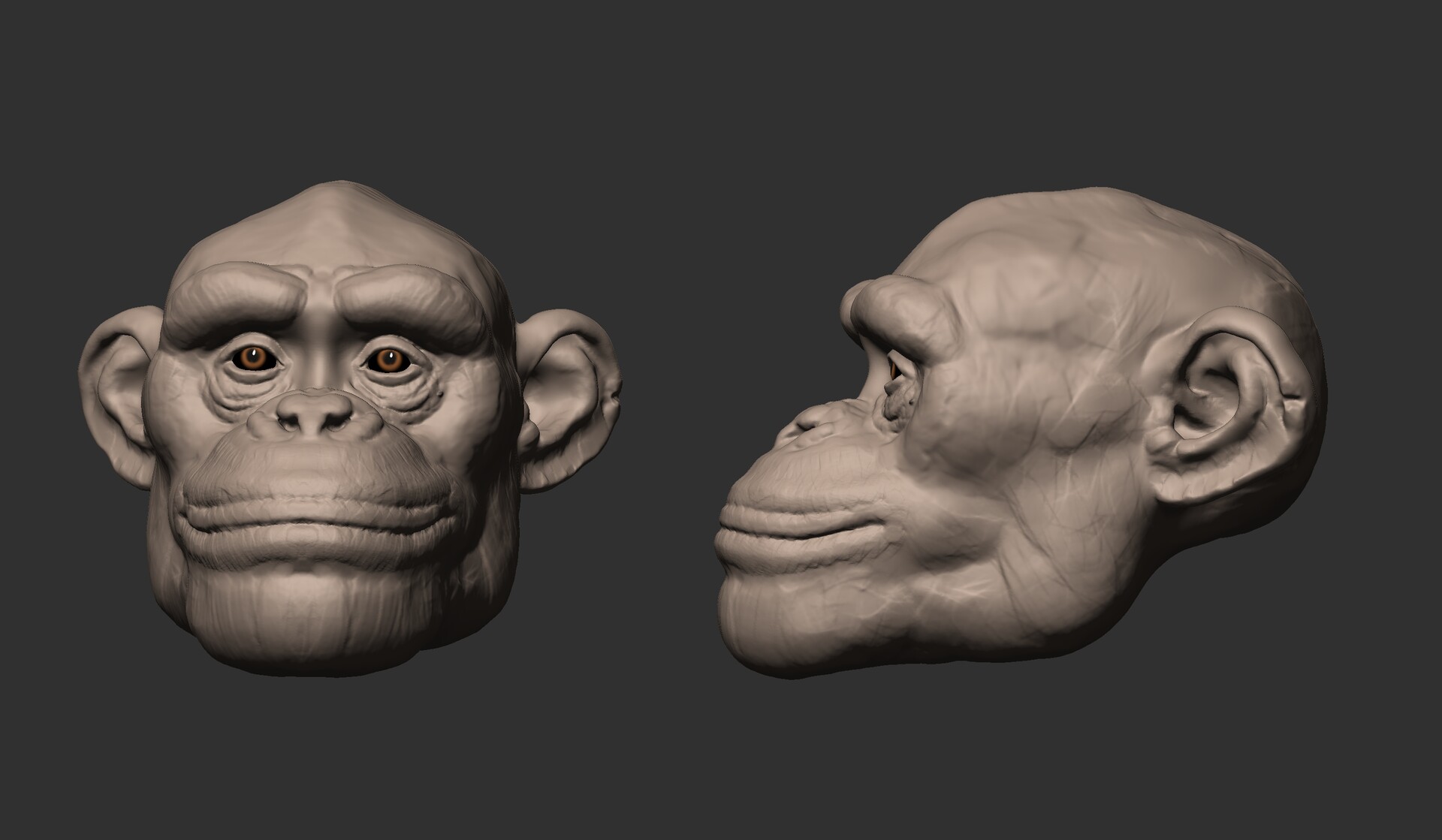 ArtStation - CHIMPANZEE - Study