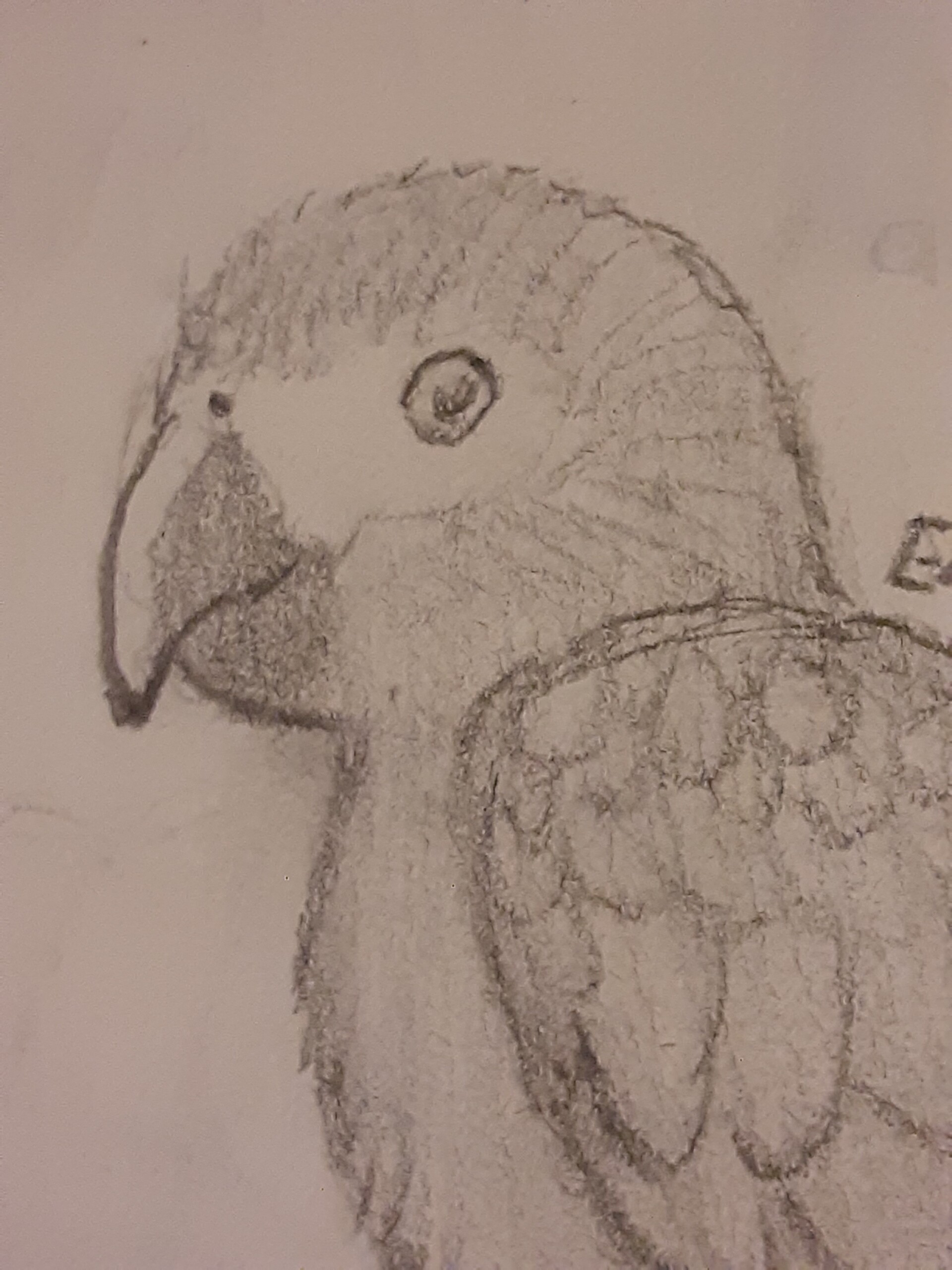 ArtStation - Spix's Macaw