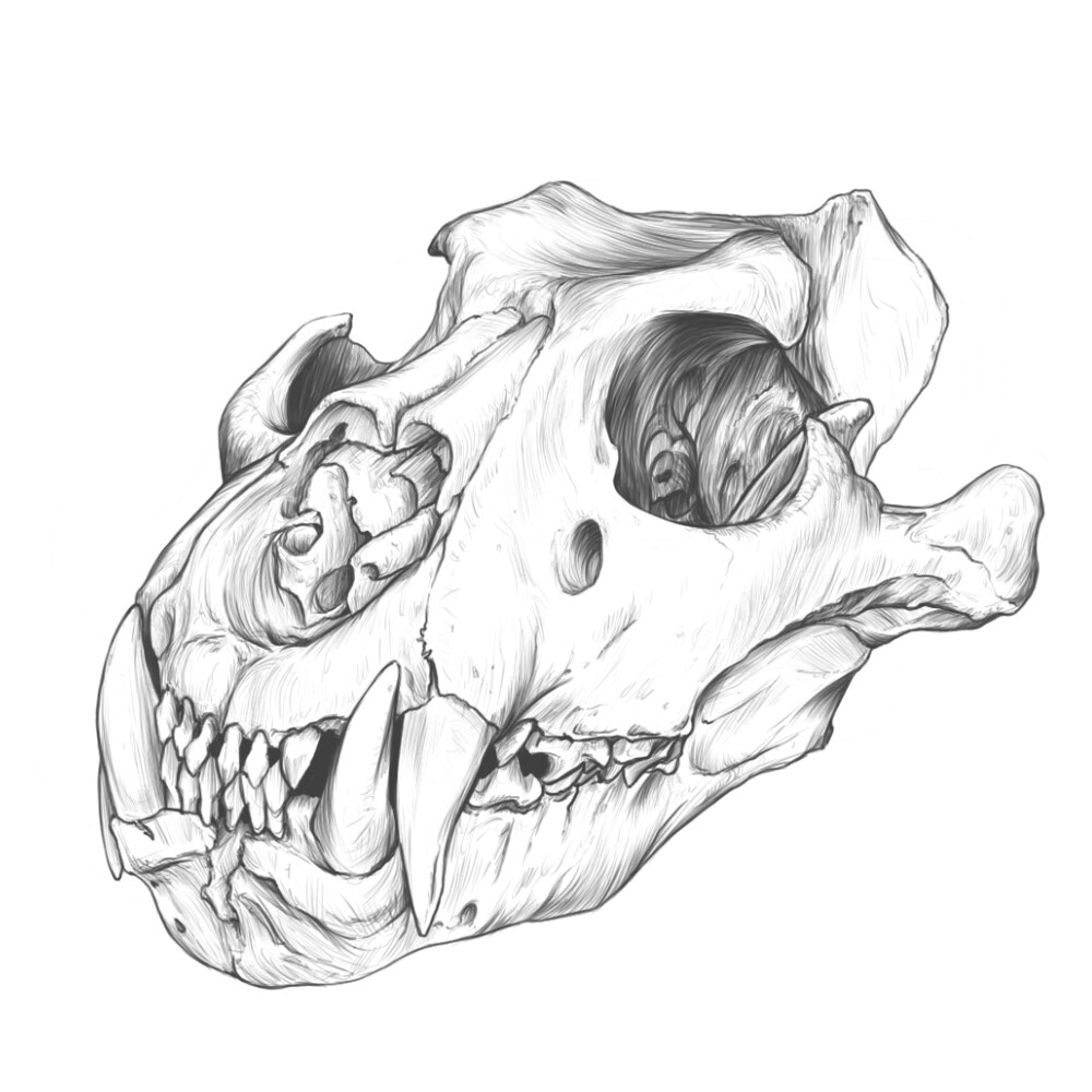 ArtStation - Panthera leo DRAWING time-lapse.