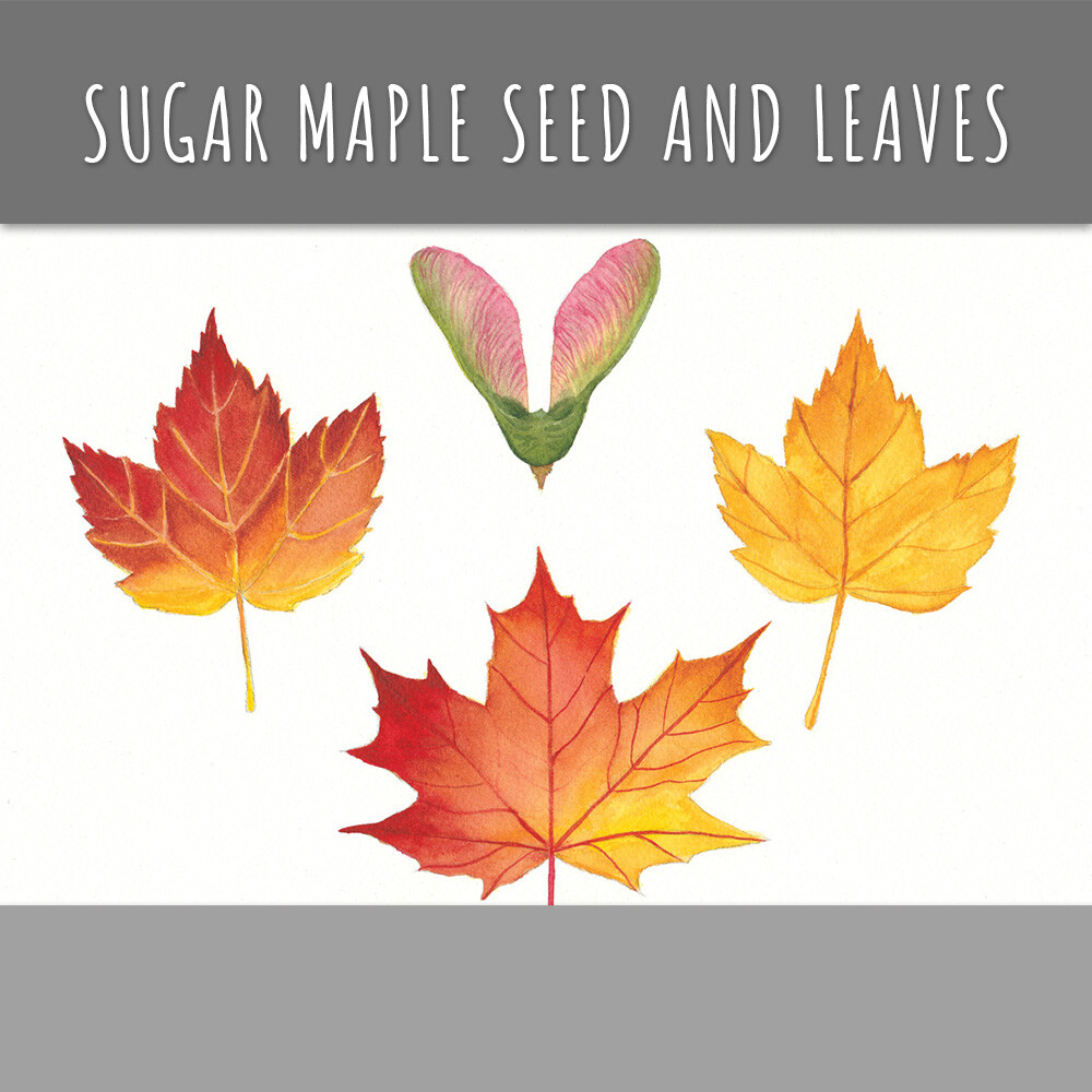 Skye Moon Studios - Sugar Maple Seed with Leaves