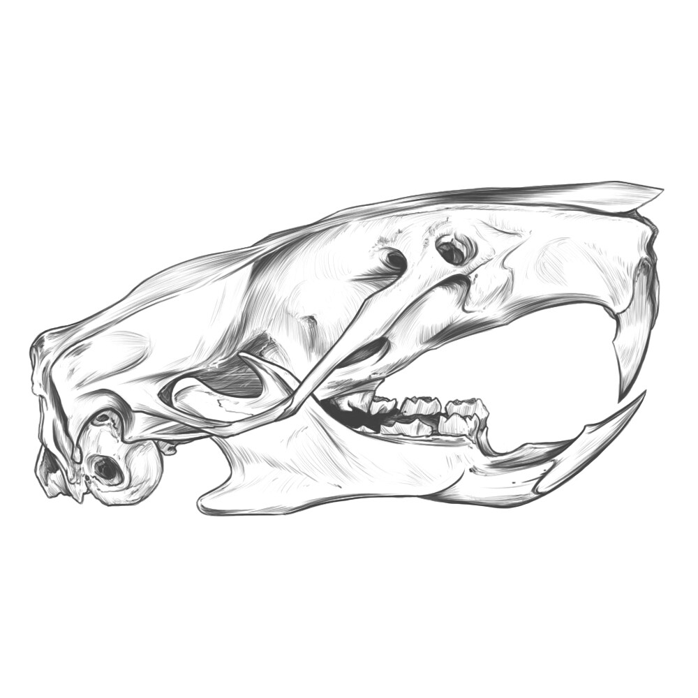 ArtStation - Rattus norvegicus, SKULL DRAWING.