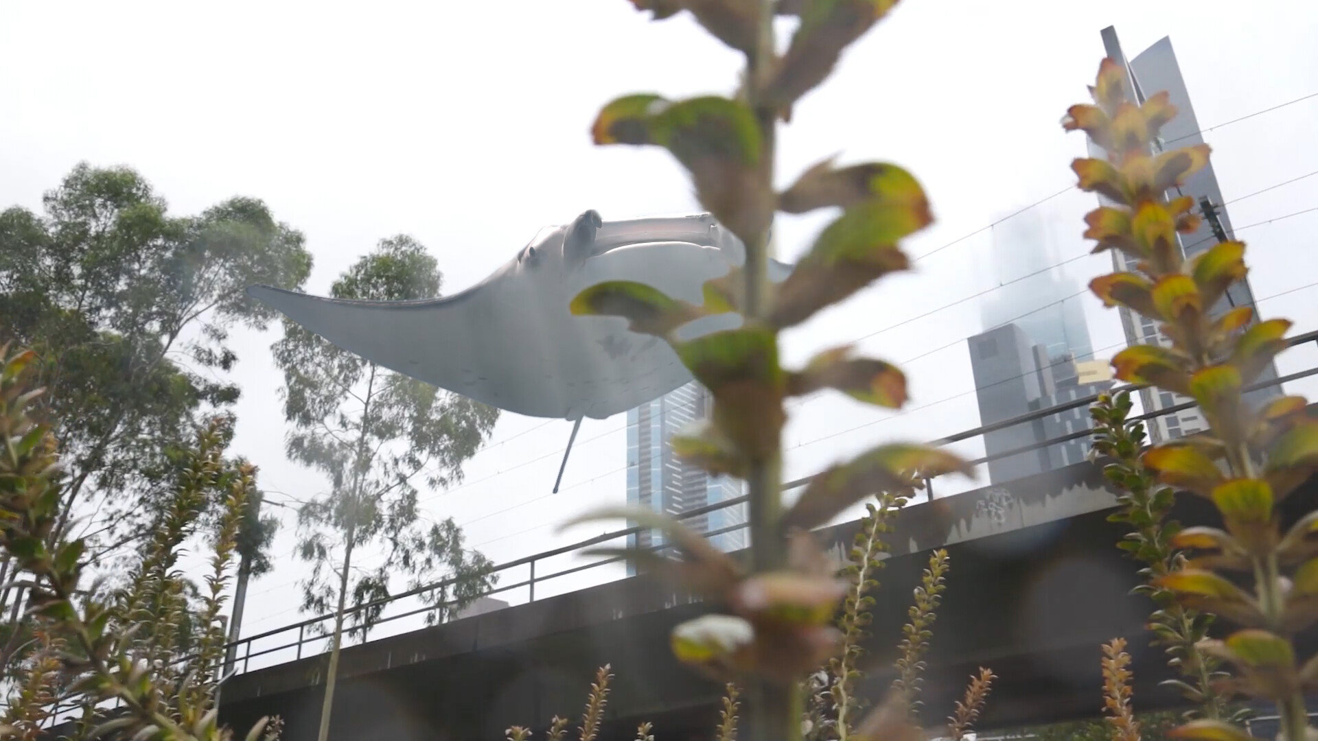 ArtStation - Manta Ray