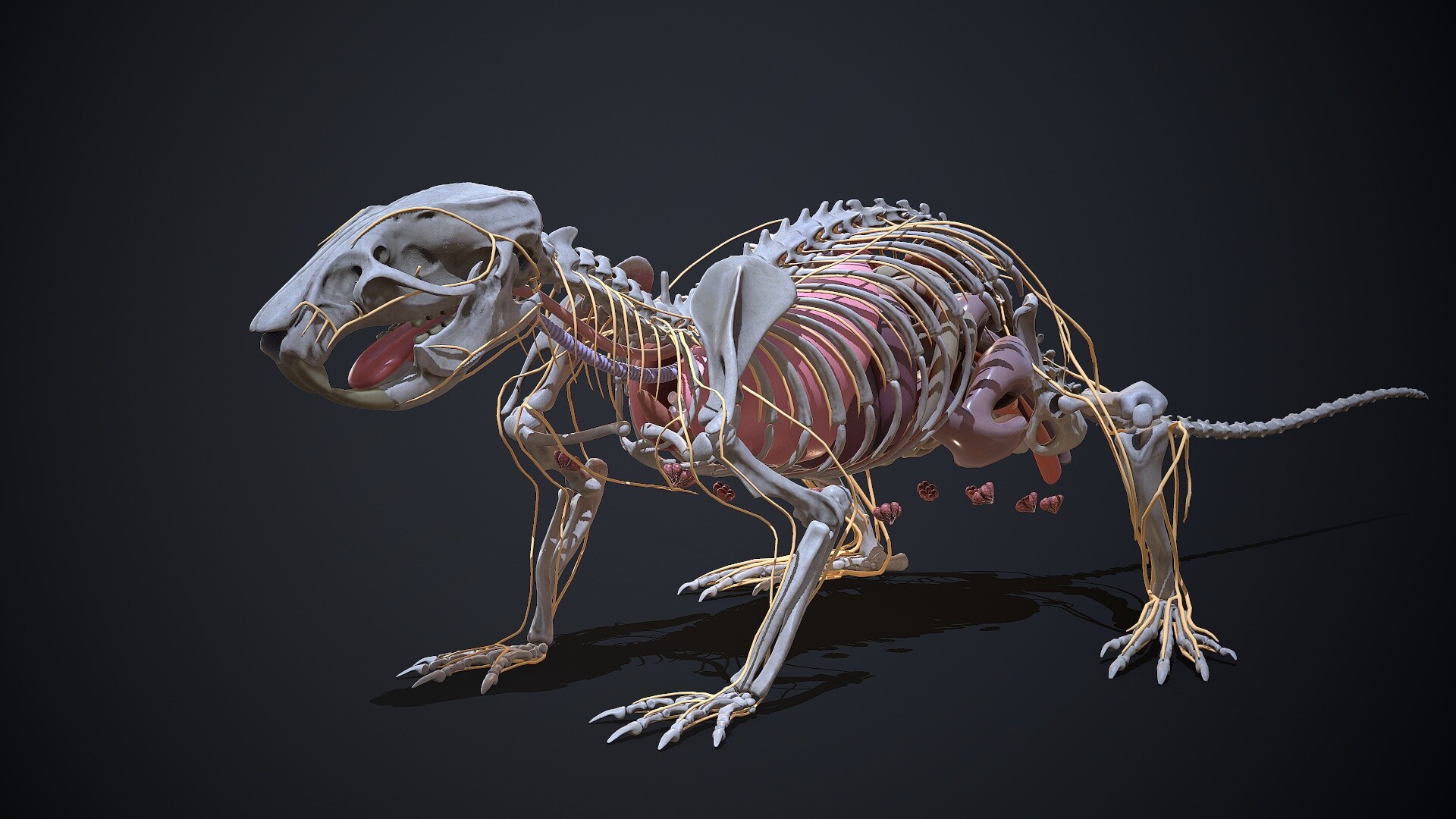 ArtStation - Rat anatomy