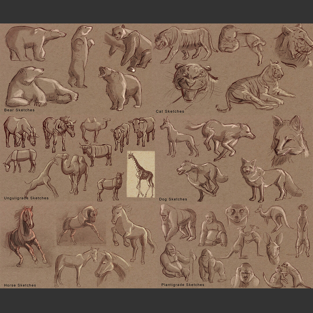 ArtStation - Animal Locomotion Sketches and Animations