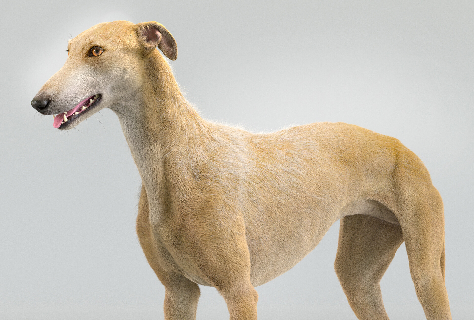 ArtStation - Dog - Spanish Greyhound