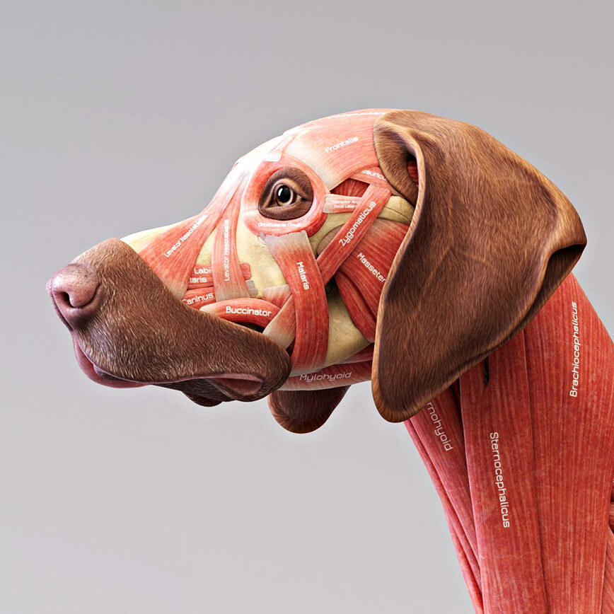 Patrick Danneker - Canine ecorche - Dog Anatomy
