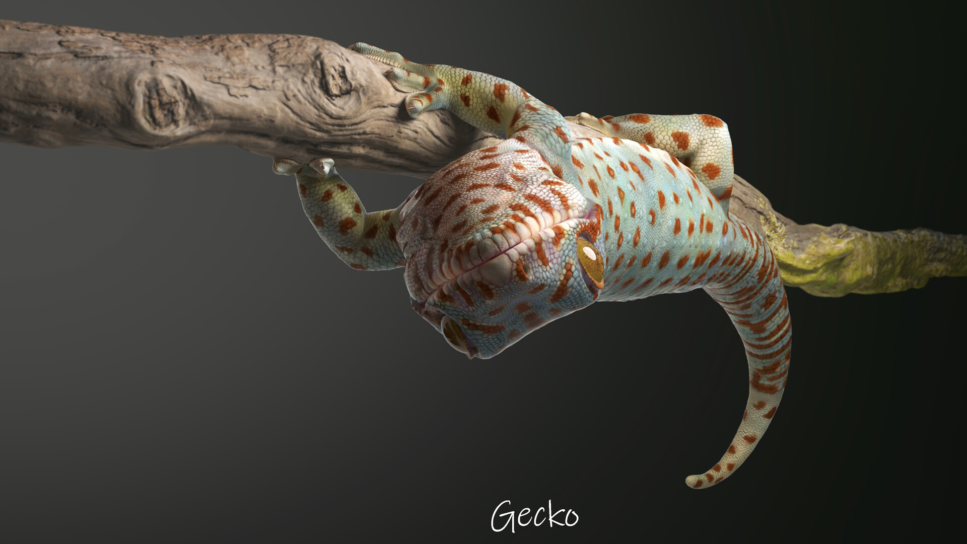 ArtStation - Gecko