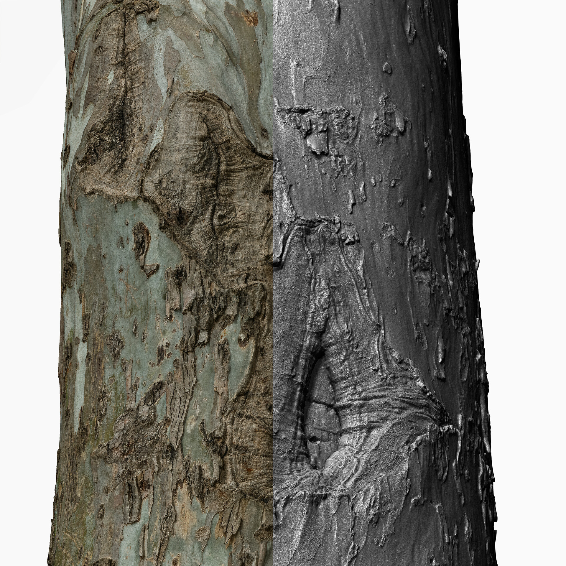 ArtStation - Tree 3D Scan 3x16k Textures