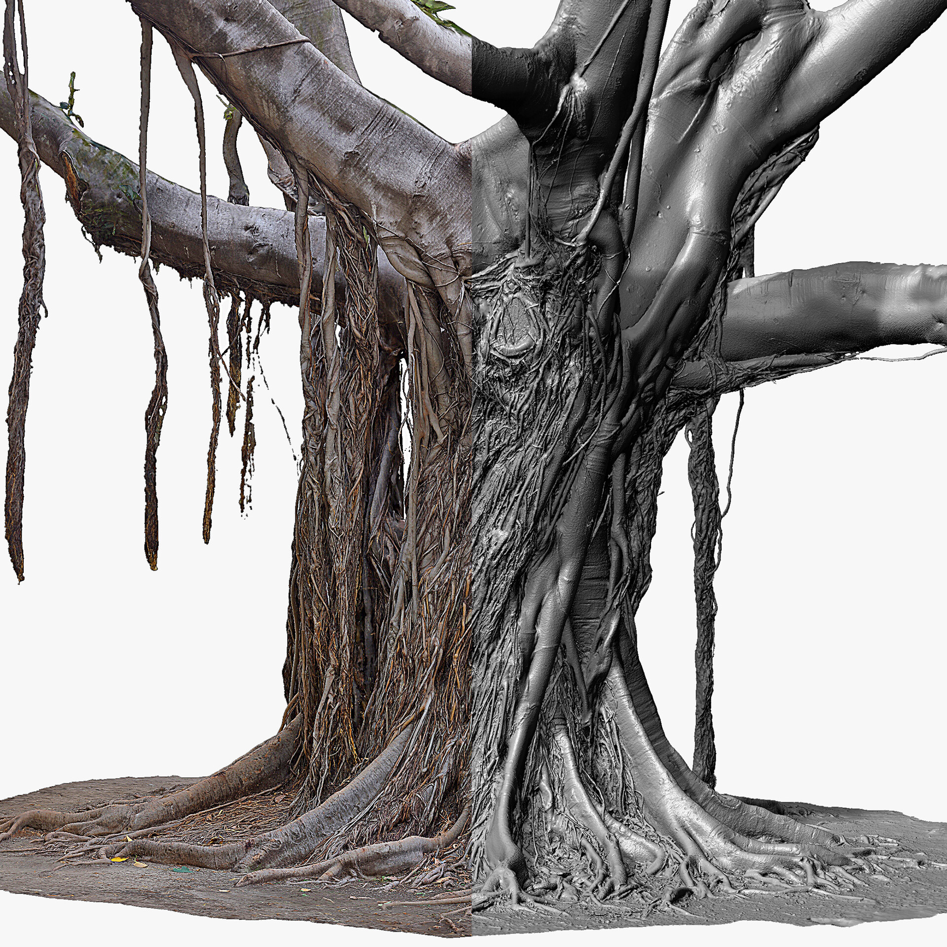 ArtStation - Ficus Tree #5 RAW 3D Scan 3x16k Textures