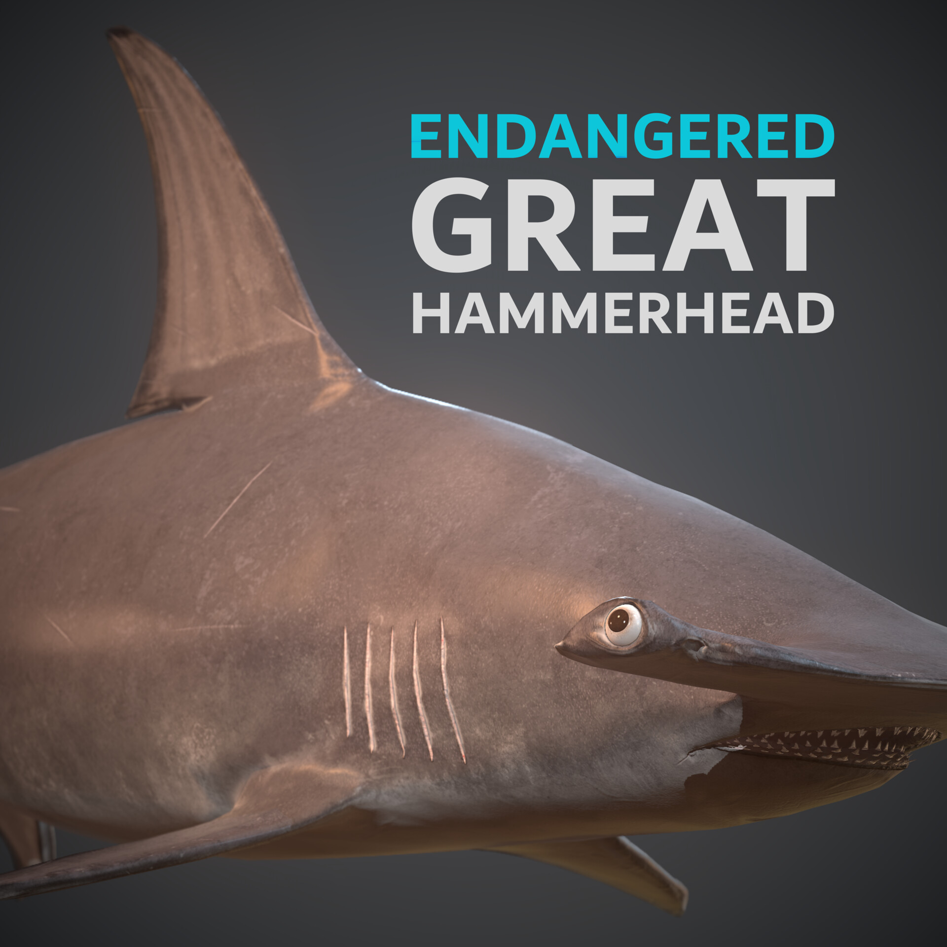 ArtStation - Great Hammerhead
