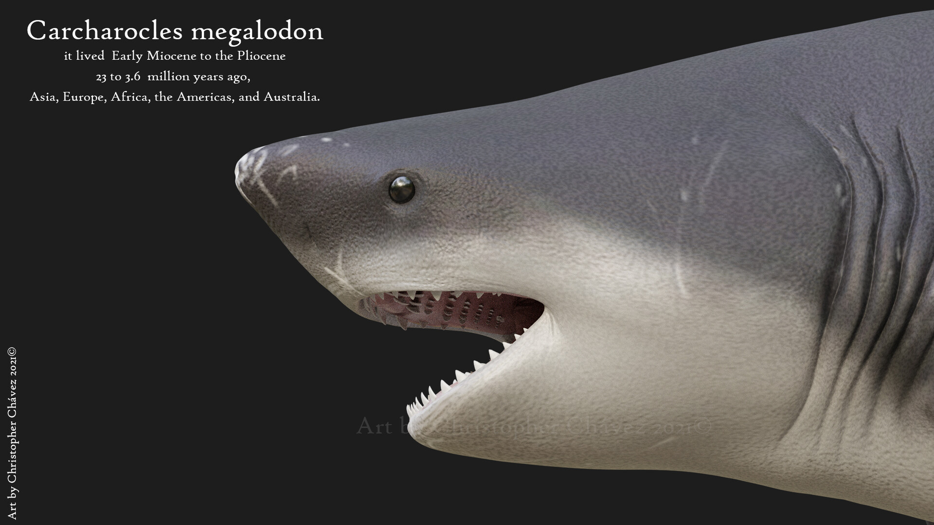ArtStation - Carcharocles megalodon