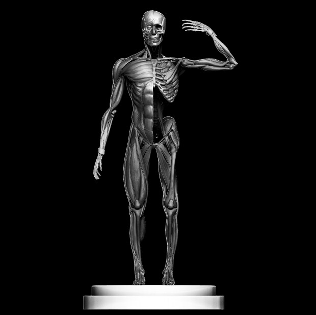 ArtStation - Écorché