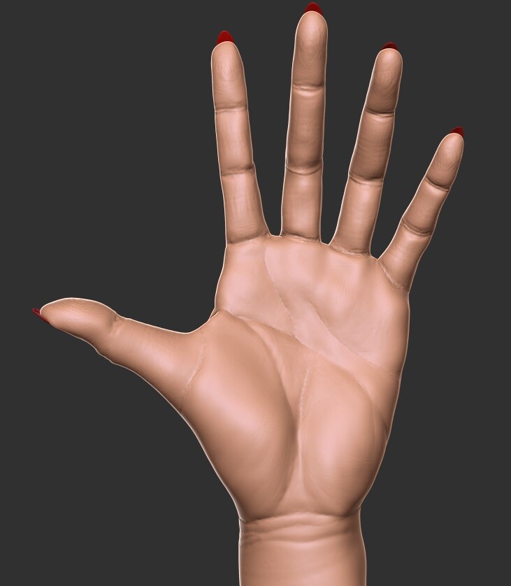ArtStation - female anatomy hand