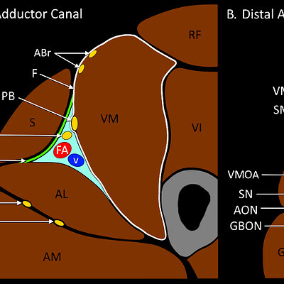 ArtStation - Cross-sectional Anatomy of the Adductor Canal