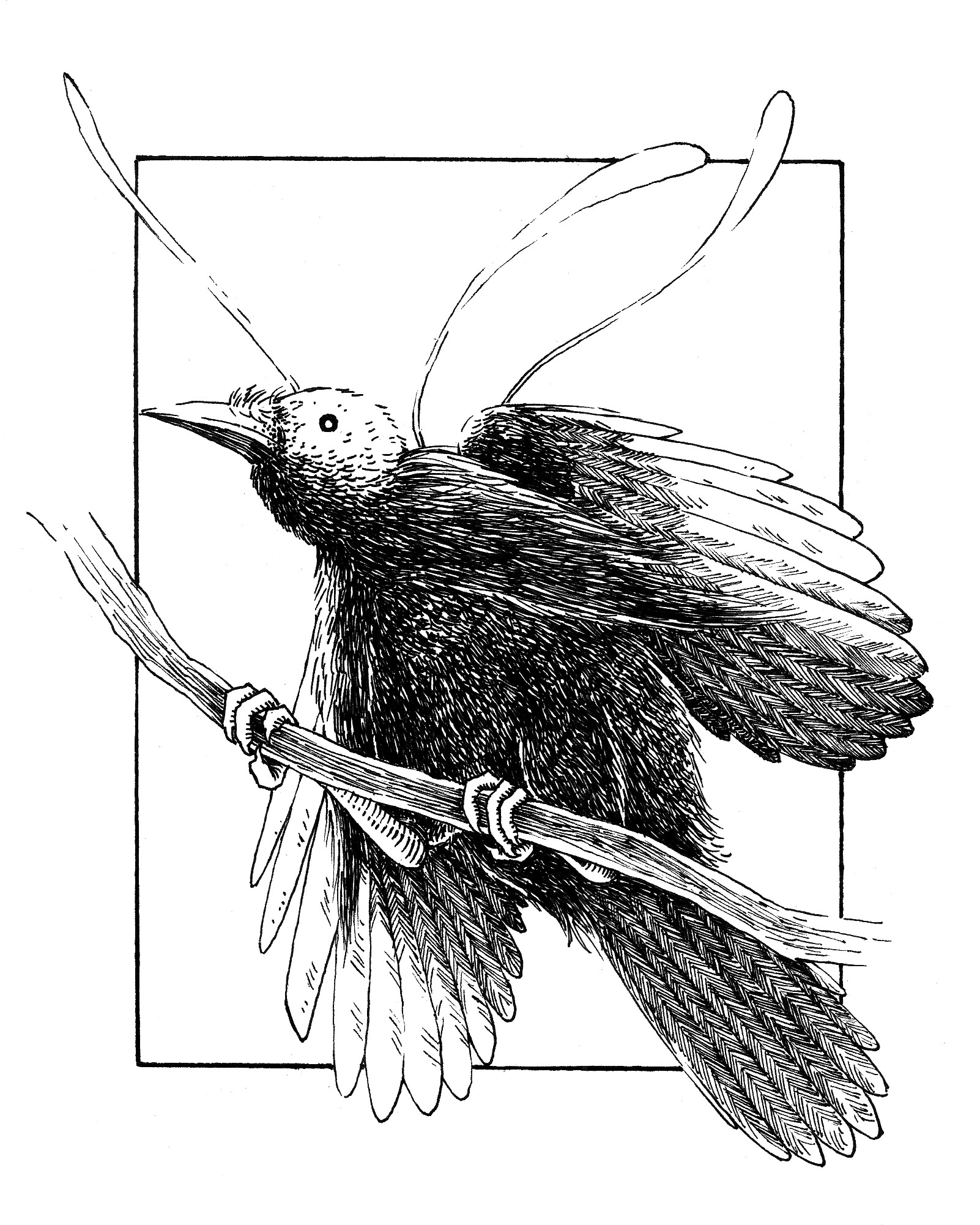 ArtStation - Indonesan Endemic Animals