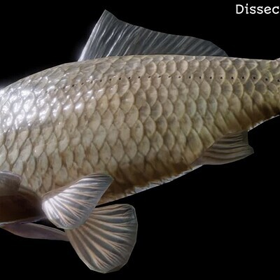 ArtStation - fish dissection animation