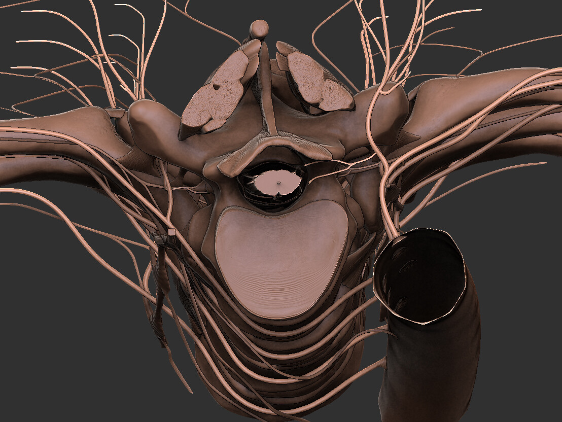 ArtStation - Anatomy of the spinal nerves and regional structures