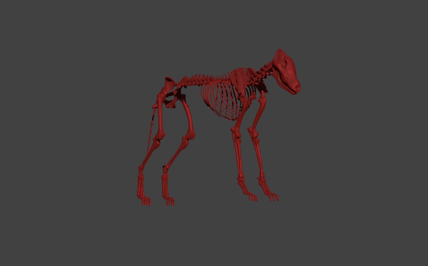 ArtStation - Wolf Skeleton