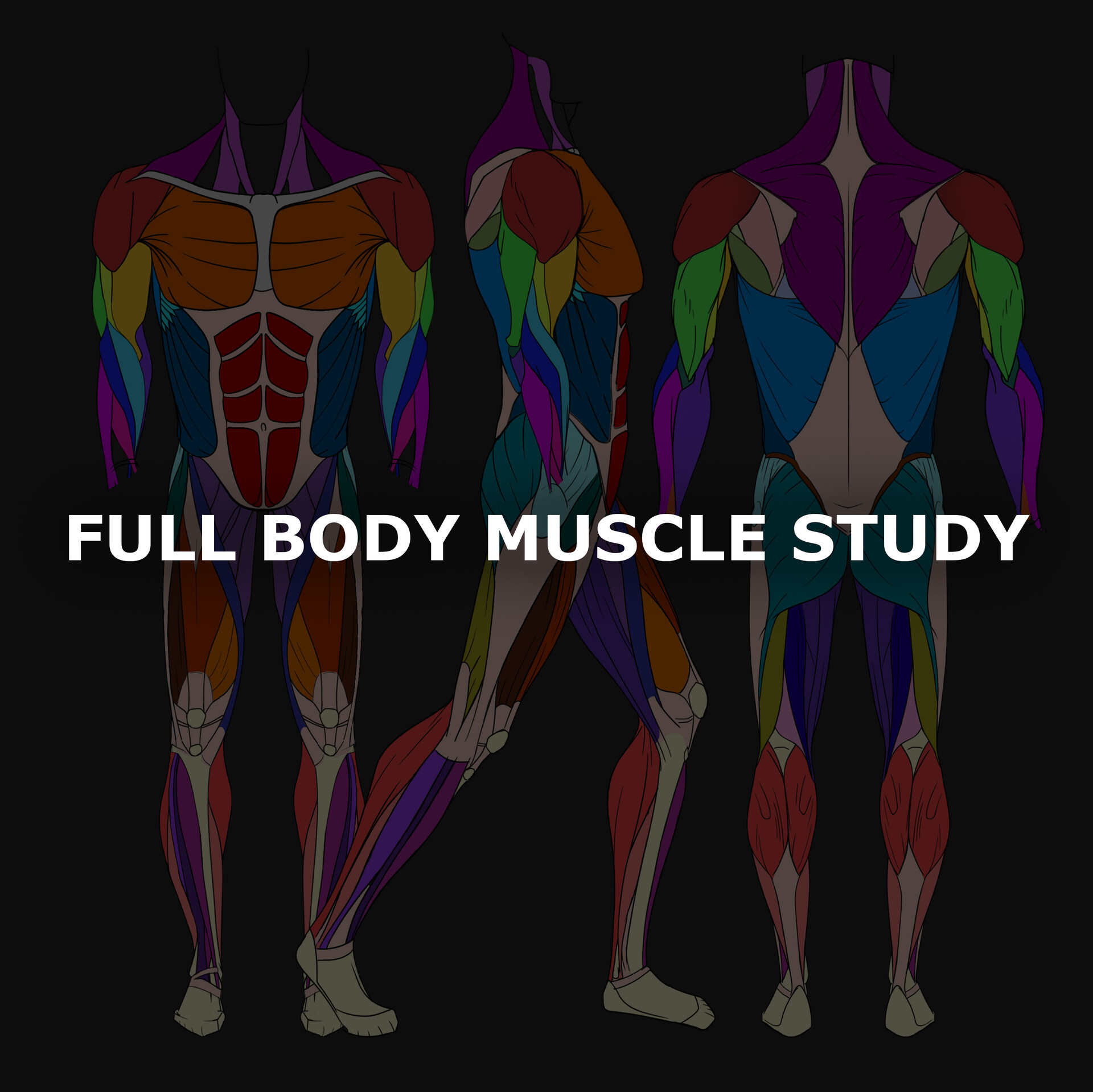 ArtStation - Full Body Muscle Anatomy Study (Simplified)