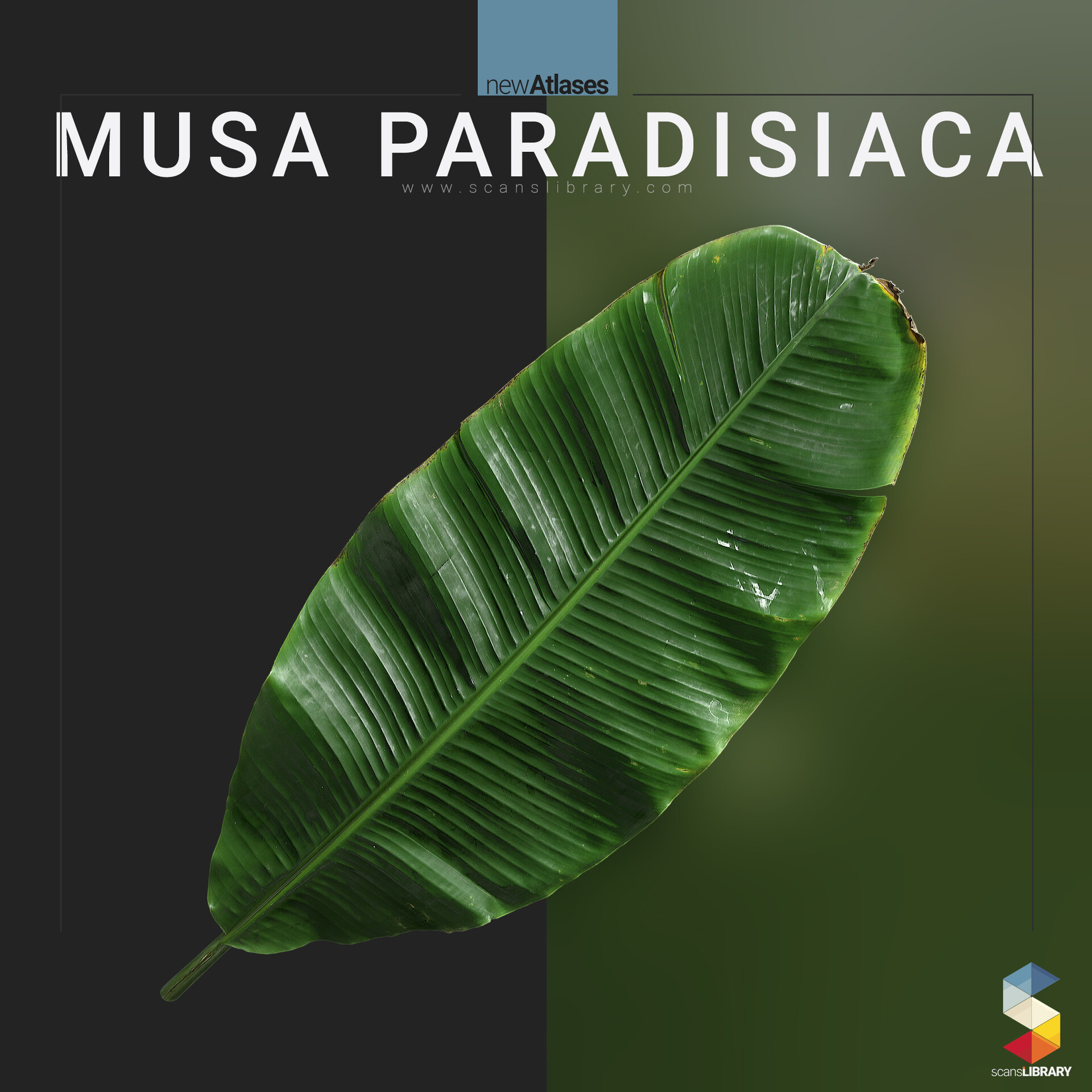 ArtStation - NEW Atlases / Musa paradisiaca