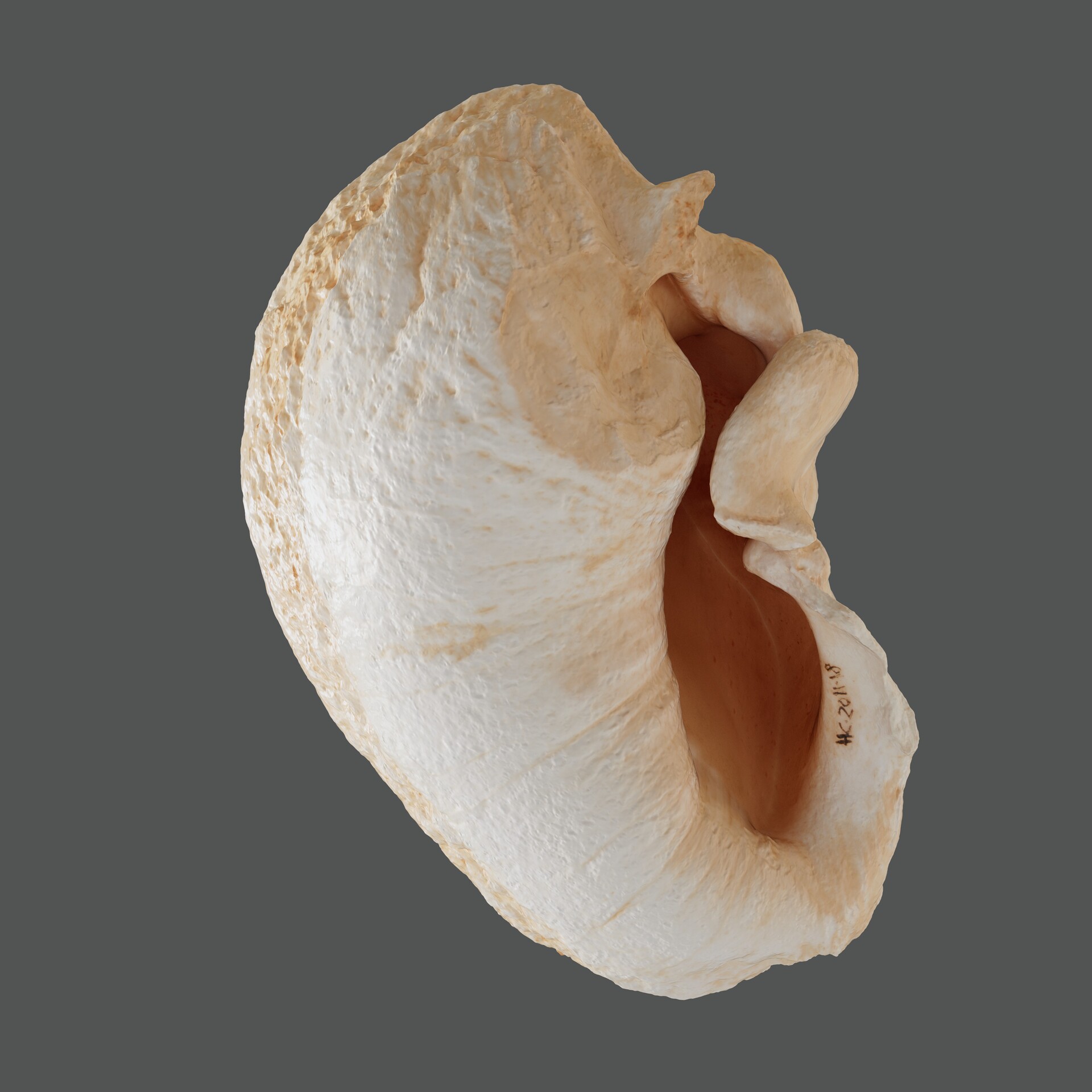 ArtStation - Horniman Museum and Gardens - Blue Whale Eardrum - 3D Scan ...