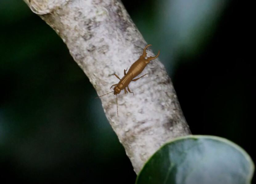 ArtStation - VFX Insect Animation (Earwig)