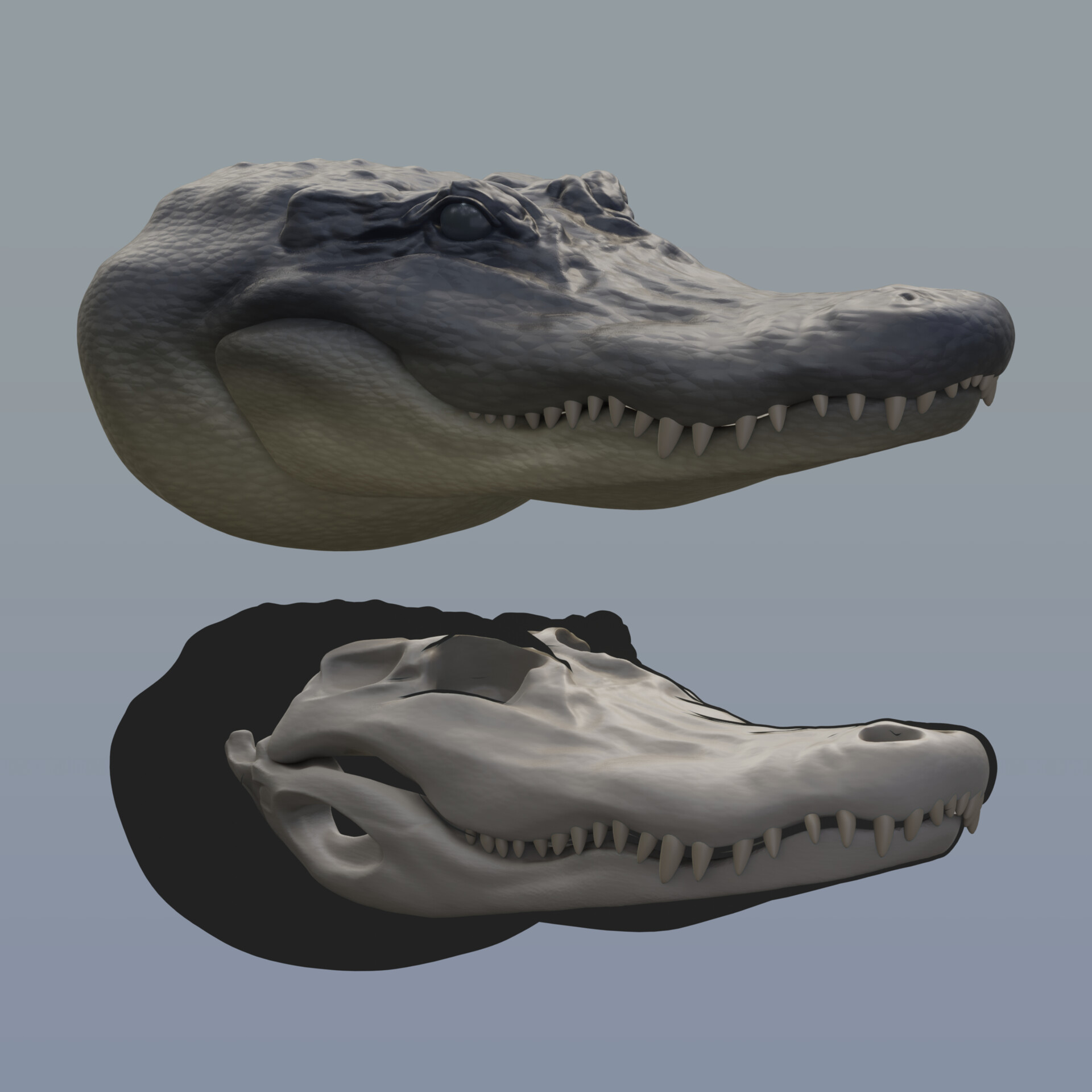 Rowena Fowler - Alligator Mississipiensis Poster