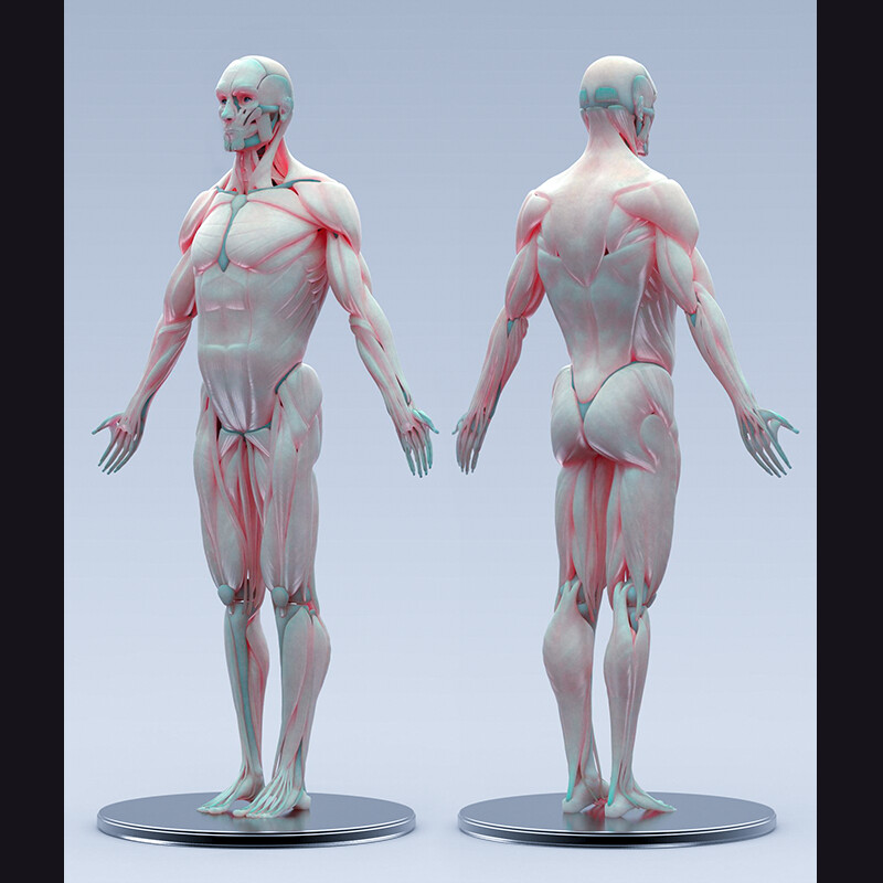 ArtStation - Male Ecorche