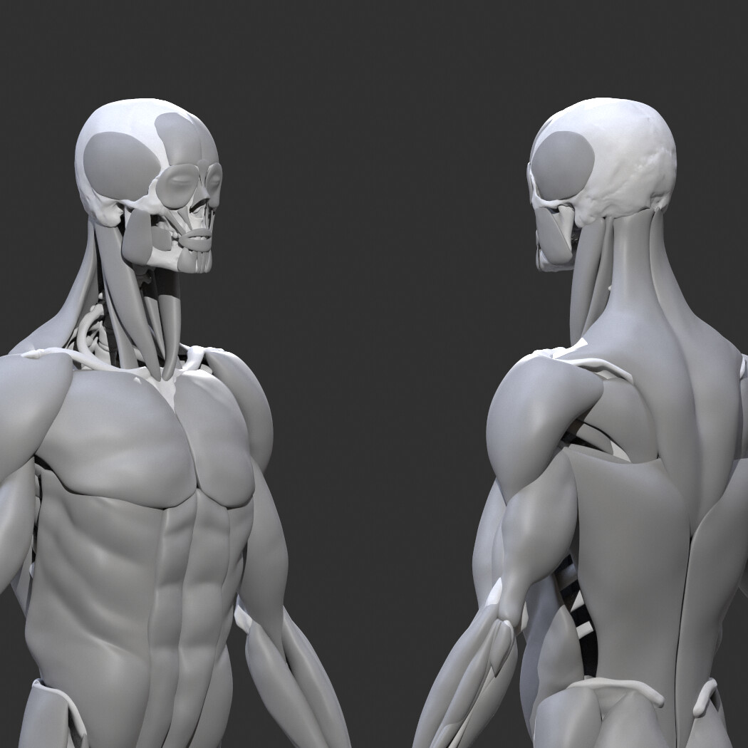 ArtStation - Écorché: Human Anatomy Study