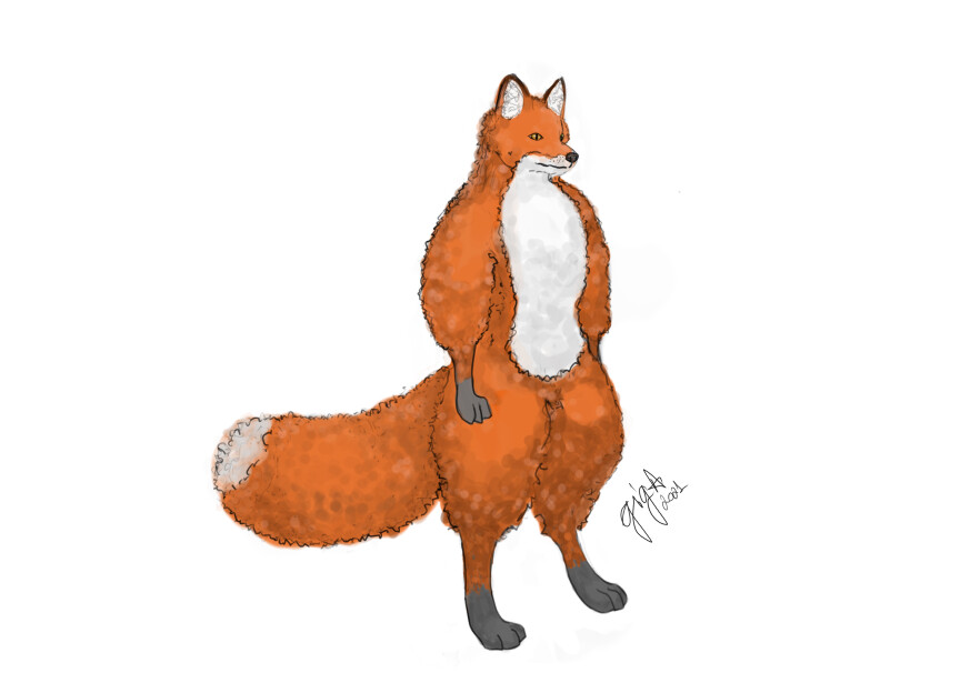 ArtStation - Anthropomorphism study 1 - Fox