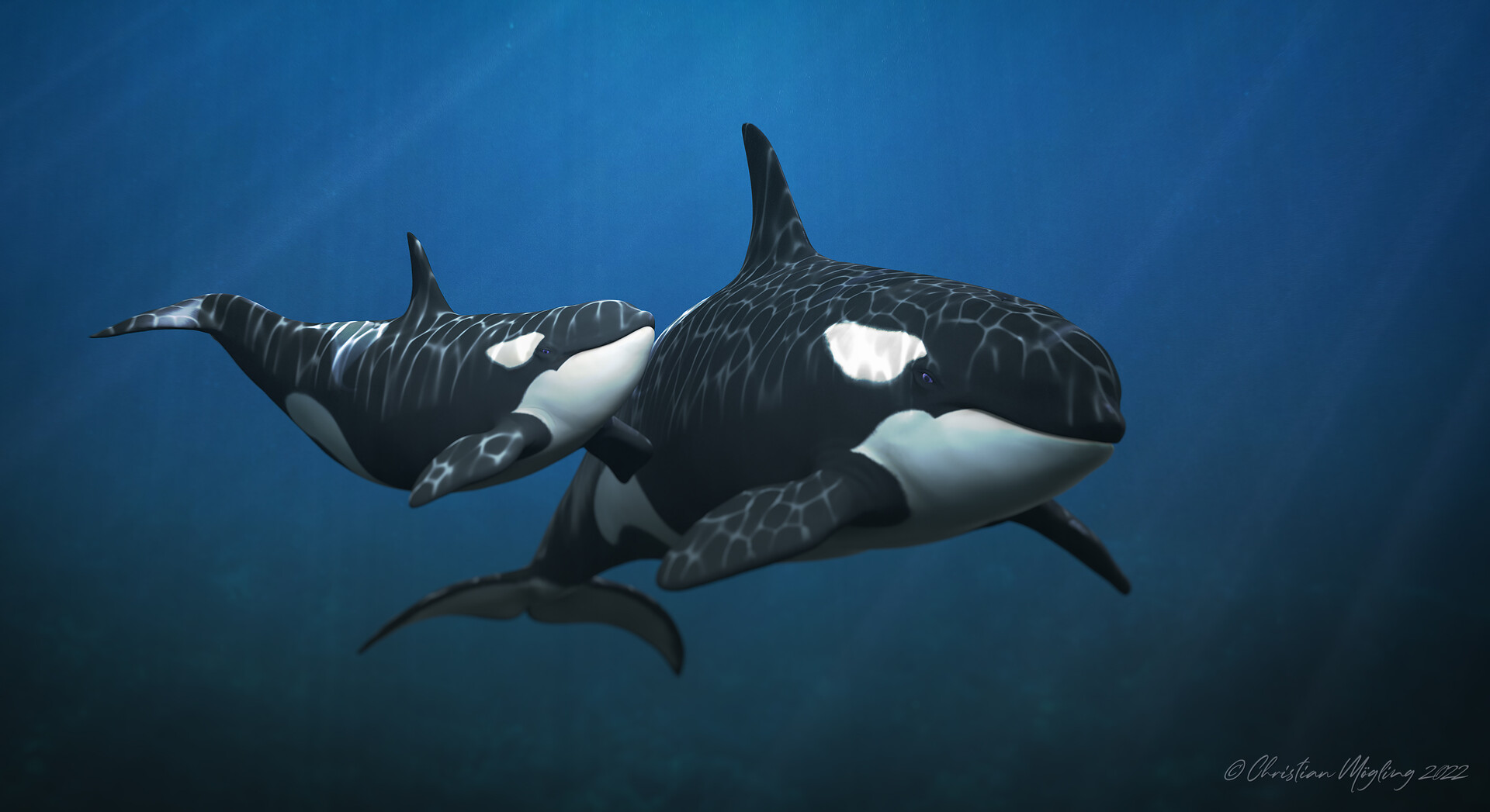 ArtStation - A female Orca (Orcinus orca) with daughter in a underwater ...