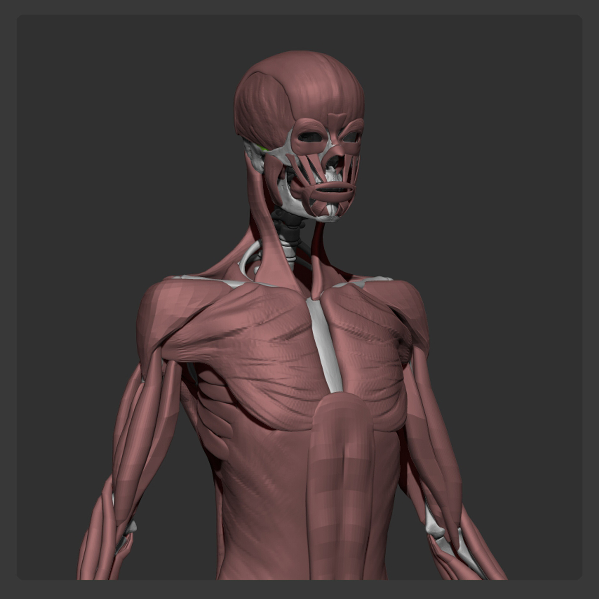 ArtStation - Ecorche Study - Human